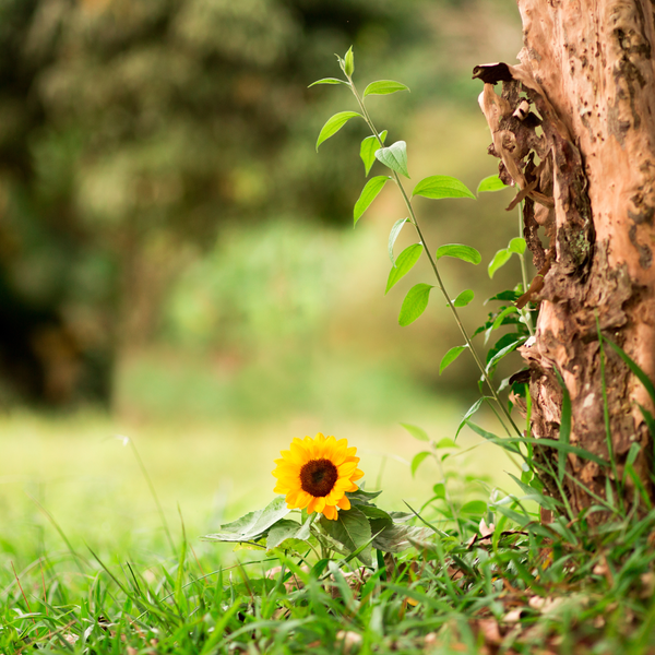 Mindfulness and Moderation: the Power of the Middle Way